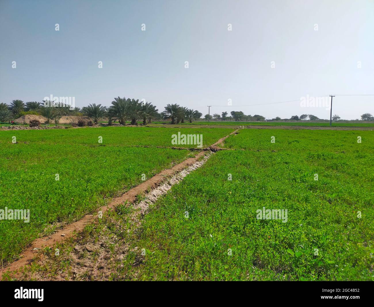 Green empty clean field covered by grass Stock Photo - Alamy