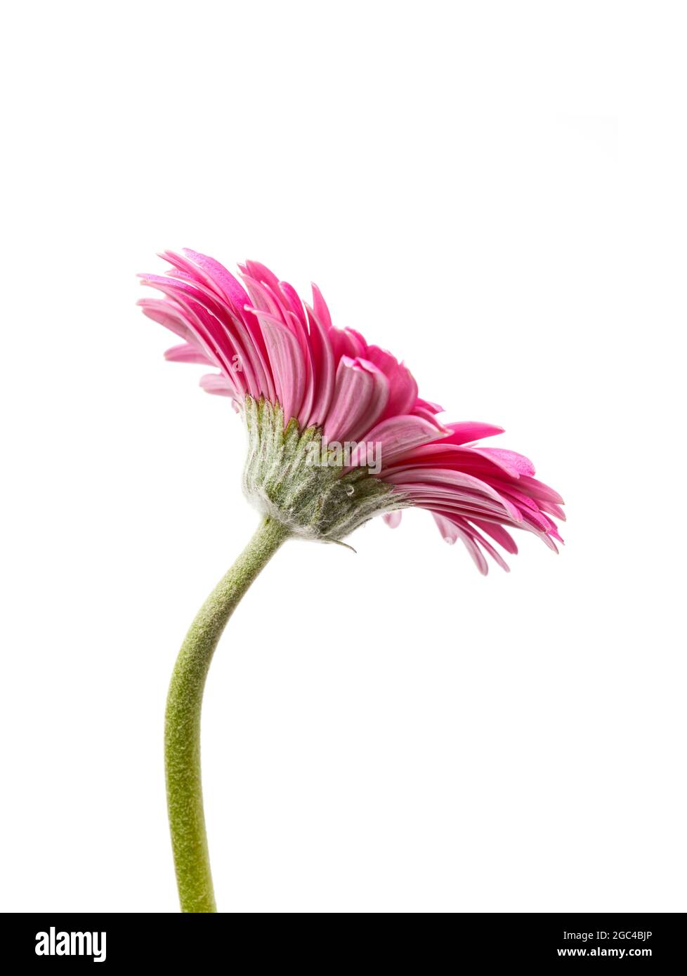 Gerbera daisy flower isolated on white background Stock Photo - Alamy