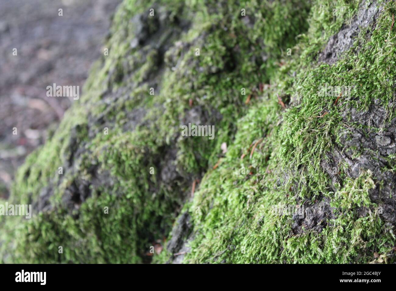 Moss growing at the base of a tree Stock Photo - Alamy