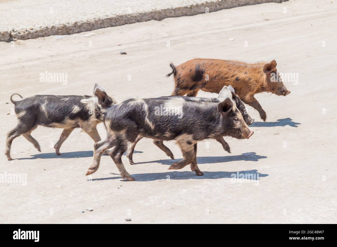 Small pigs cross the street Stock Photo - Alamy