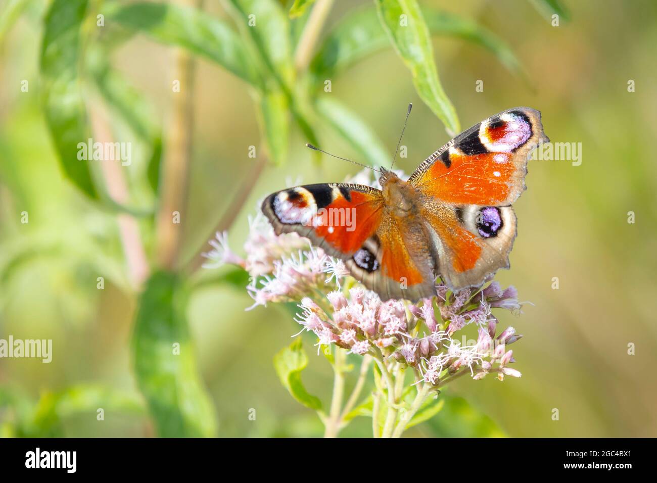 Aglais io, Peacock butterfly resting in a meadow. rear view, wings open ...