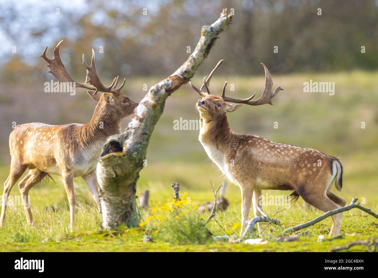 Two Fallow deer, Dama Dama, male fight during rutting season. The ...