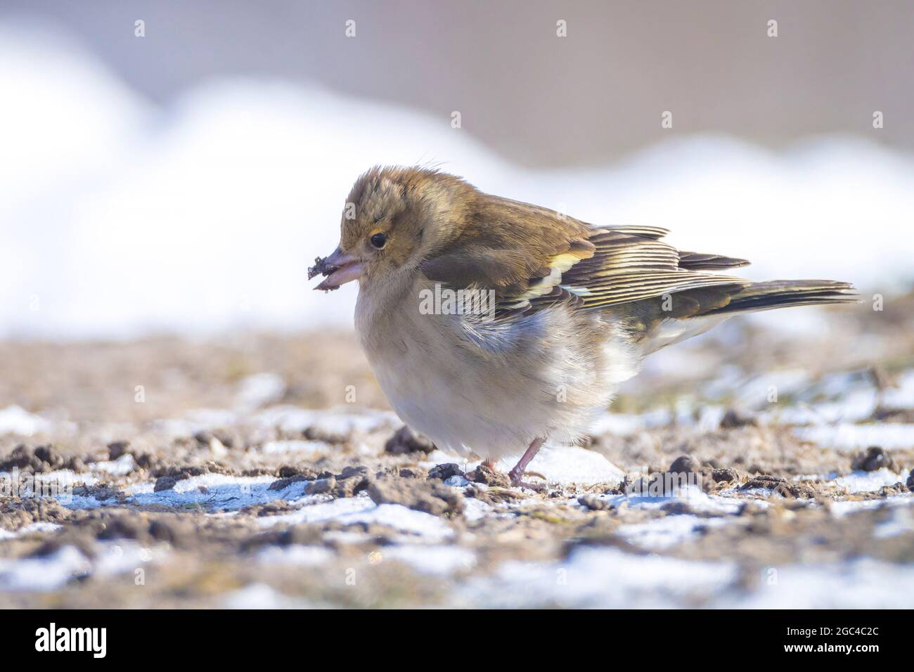 Closeup of a Common Chaffinch, Fringilla coelebs, bird foraging in snow ...