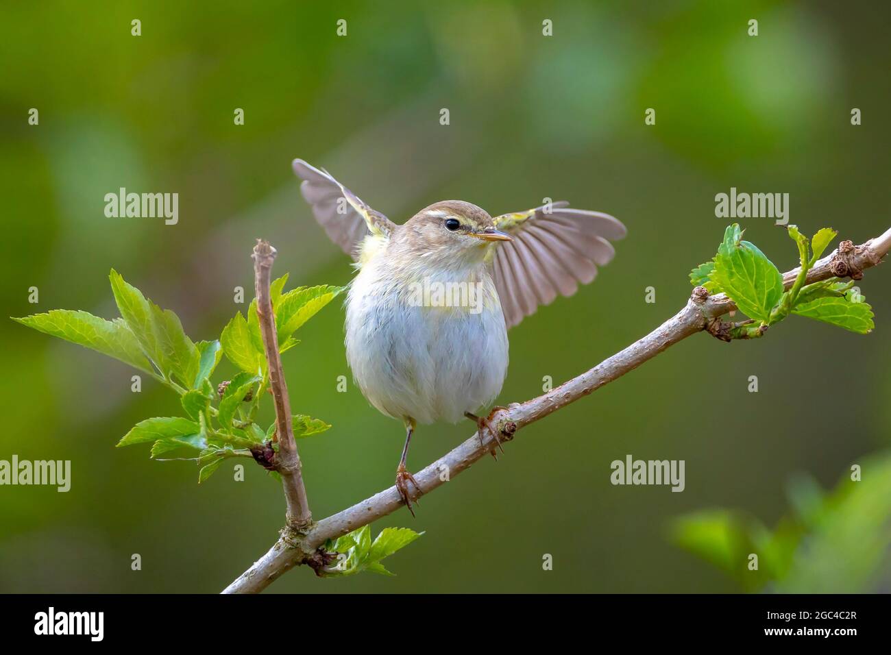 Close-up of a Willow warbler bird, Phylloscopus trochilus, singing on a ...