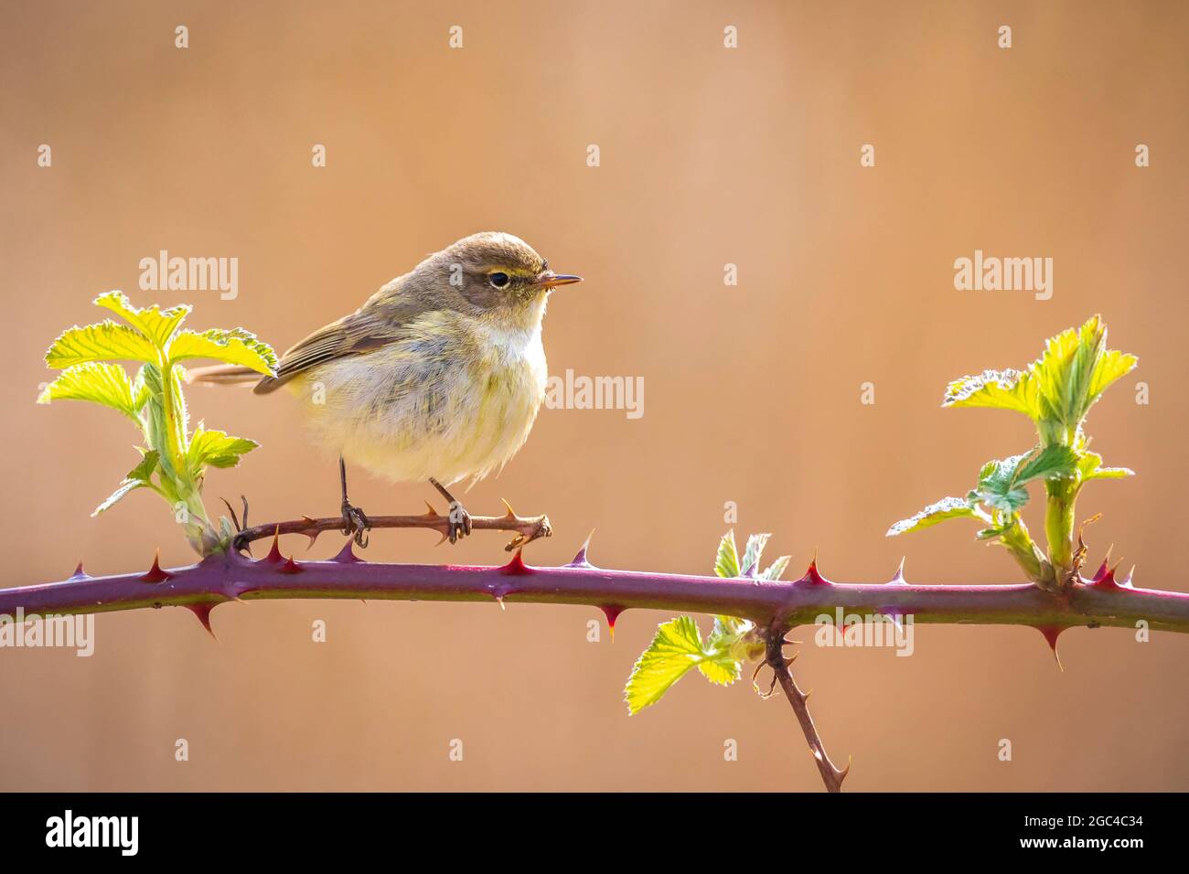 Close-up of a common chiffchaff bird Phylloscopus collybita, singing on ...