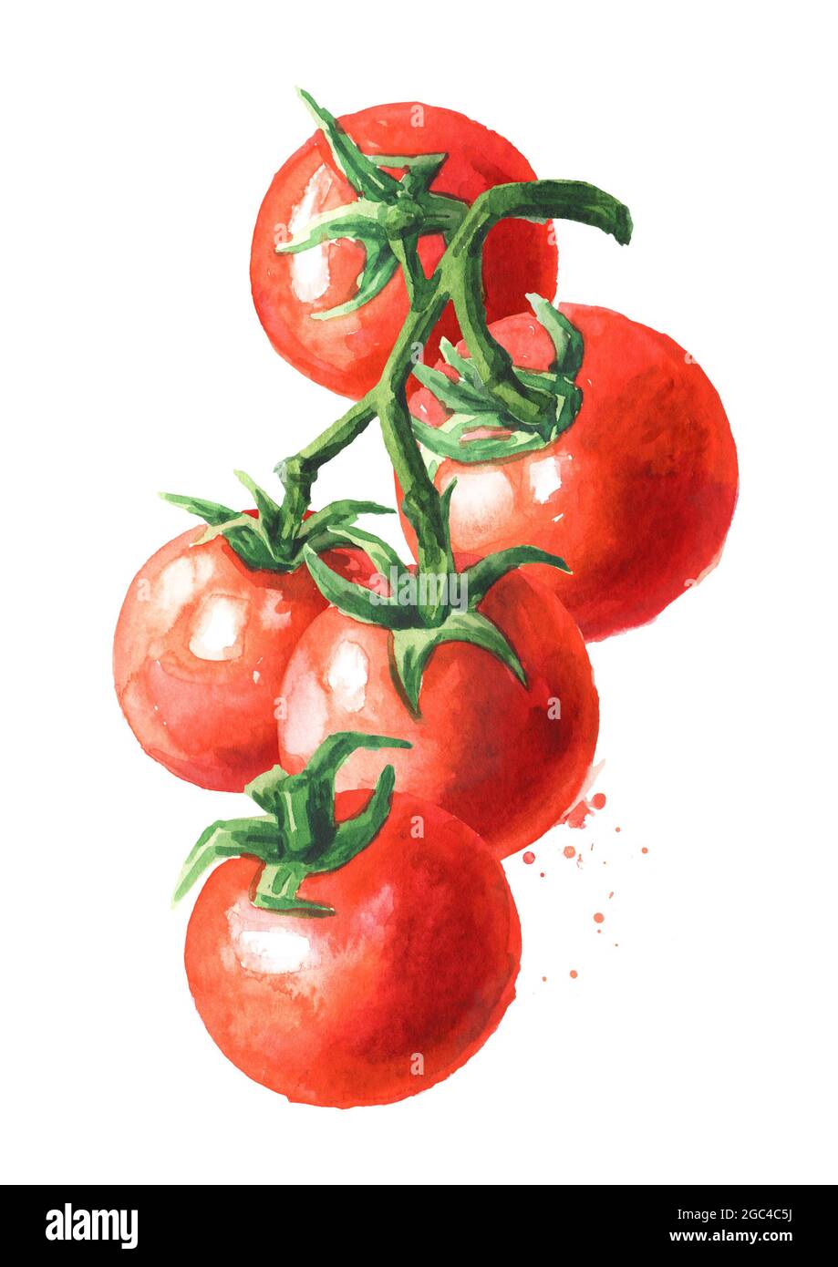 Fresh ripe cherry tomatoes on the branch. Hand drawn watercolor ...