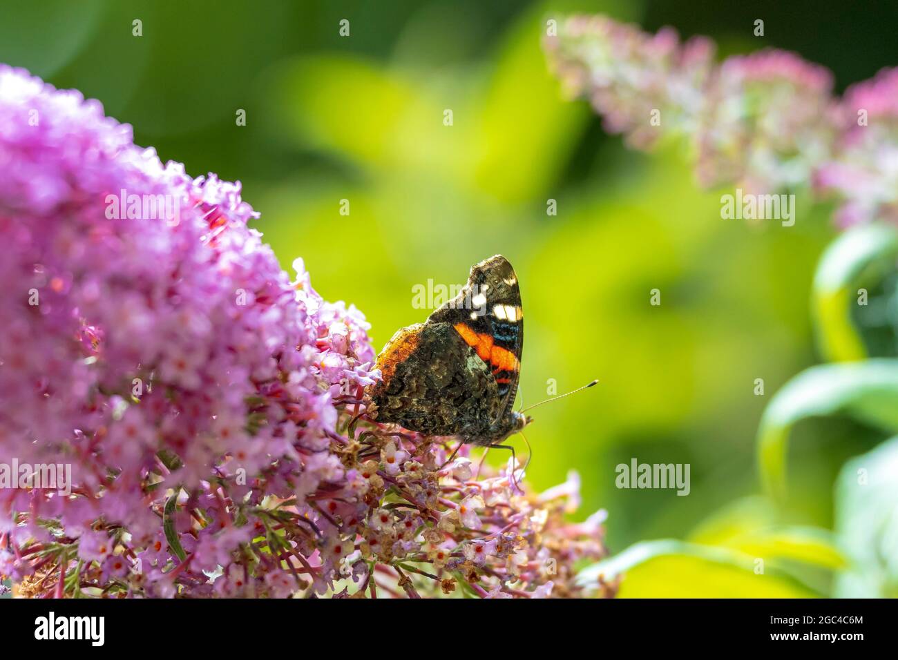 Red Admiral butterfly, Vanessa atalanta, feeding nectar from a purple ...