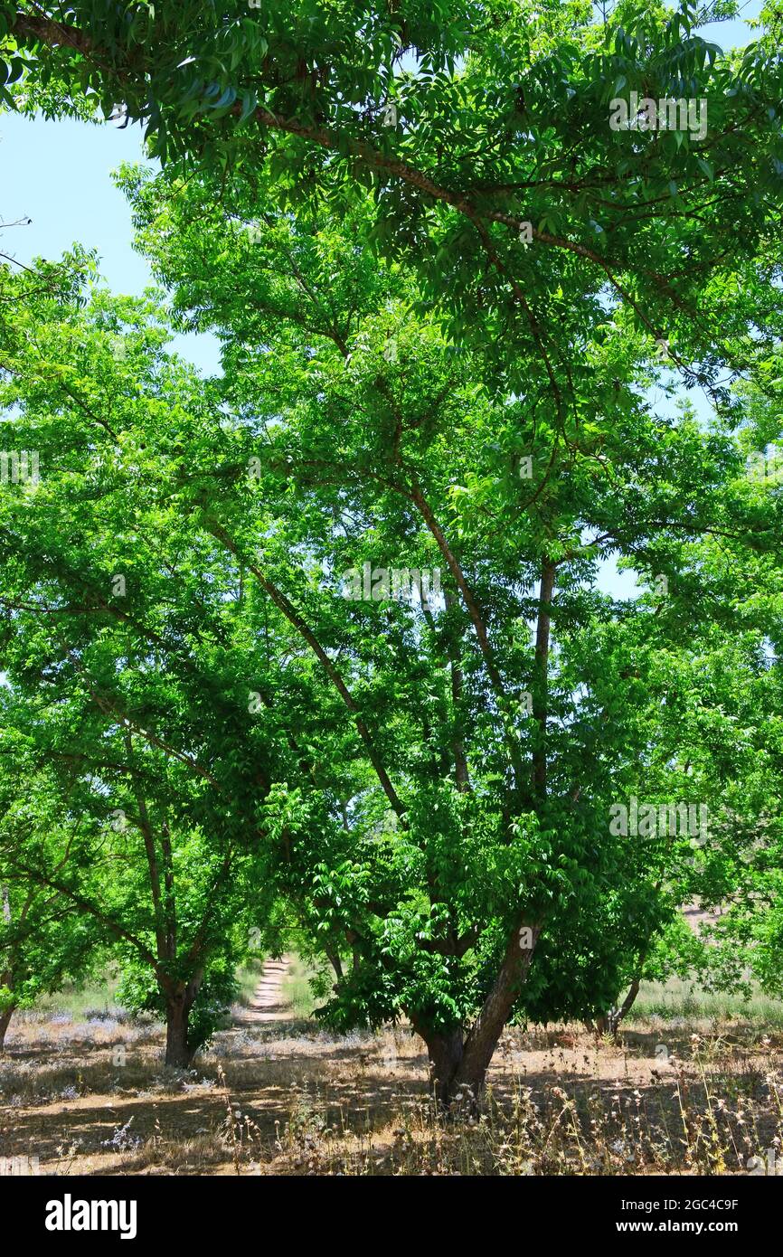 Tree pecan hi-res stock photography and images - Alamy