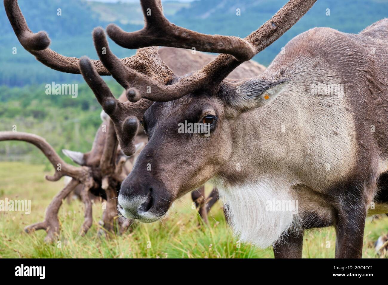 Reindeer the cairngorm reindeer centre hi-res stock photography and ...