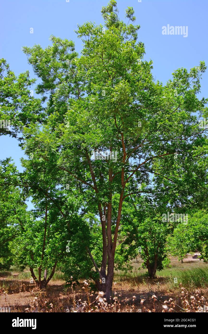 Pecan tree in a grove Stock Photo - Alamy