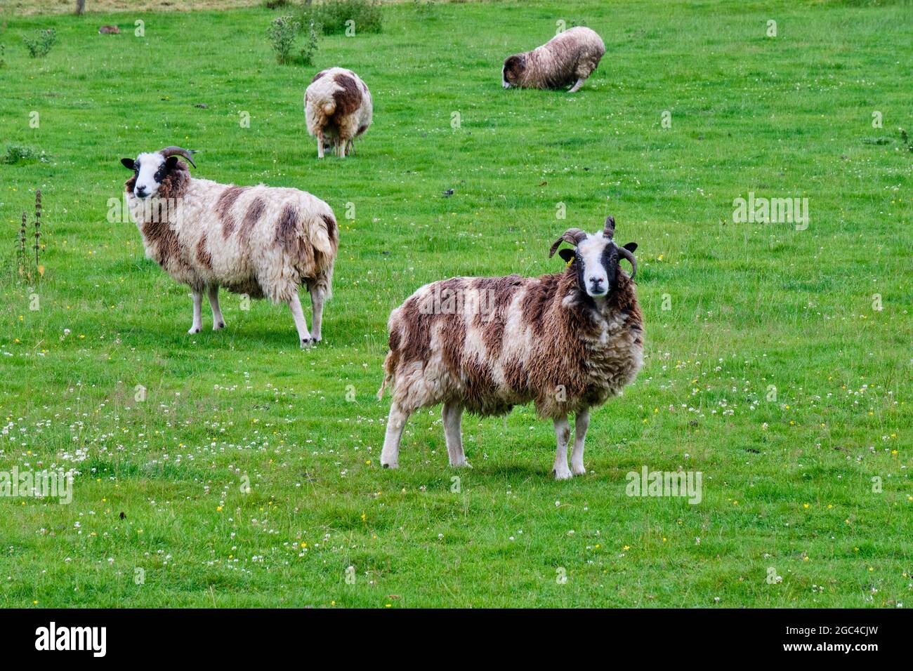 Weaving wool scotland hi-res stock photography and images - Alamy