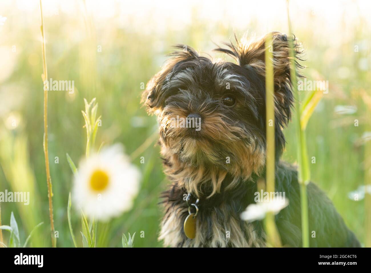 A Little Yorkshire Terrier puppy in a sunny field of daisy flowers ...