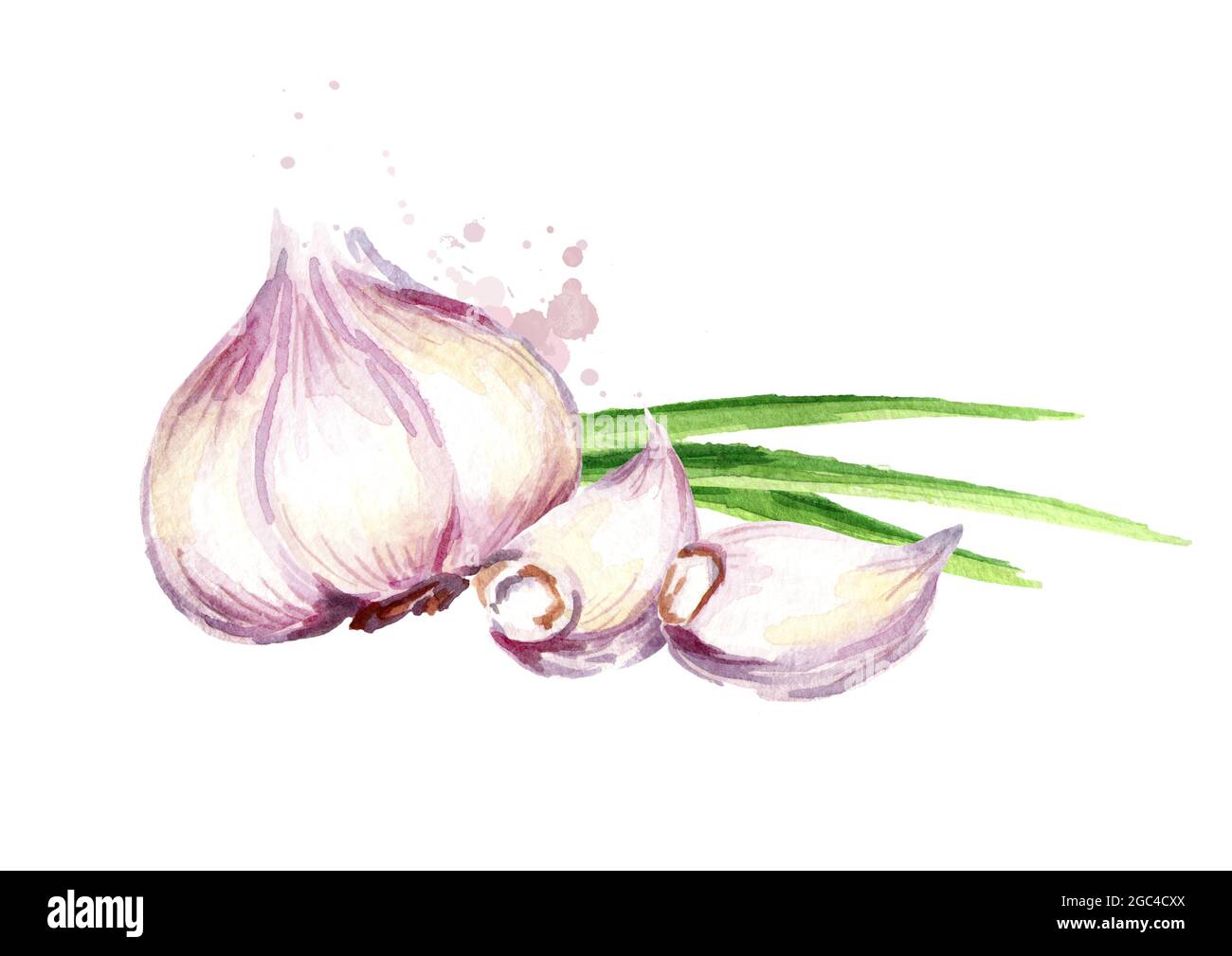 Garlic horizontal composition. Watercolor hand drawn illustration ...