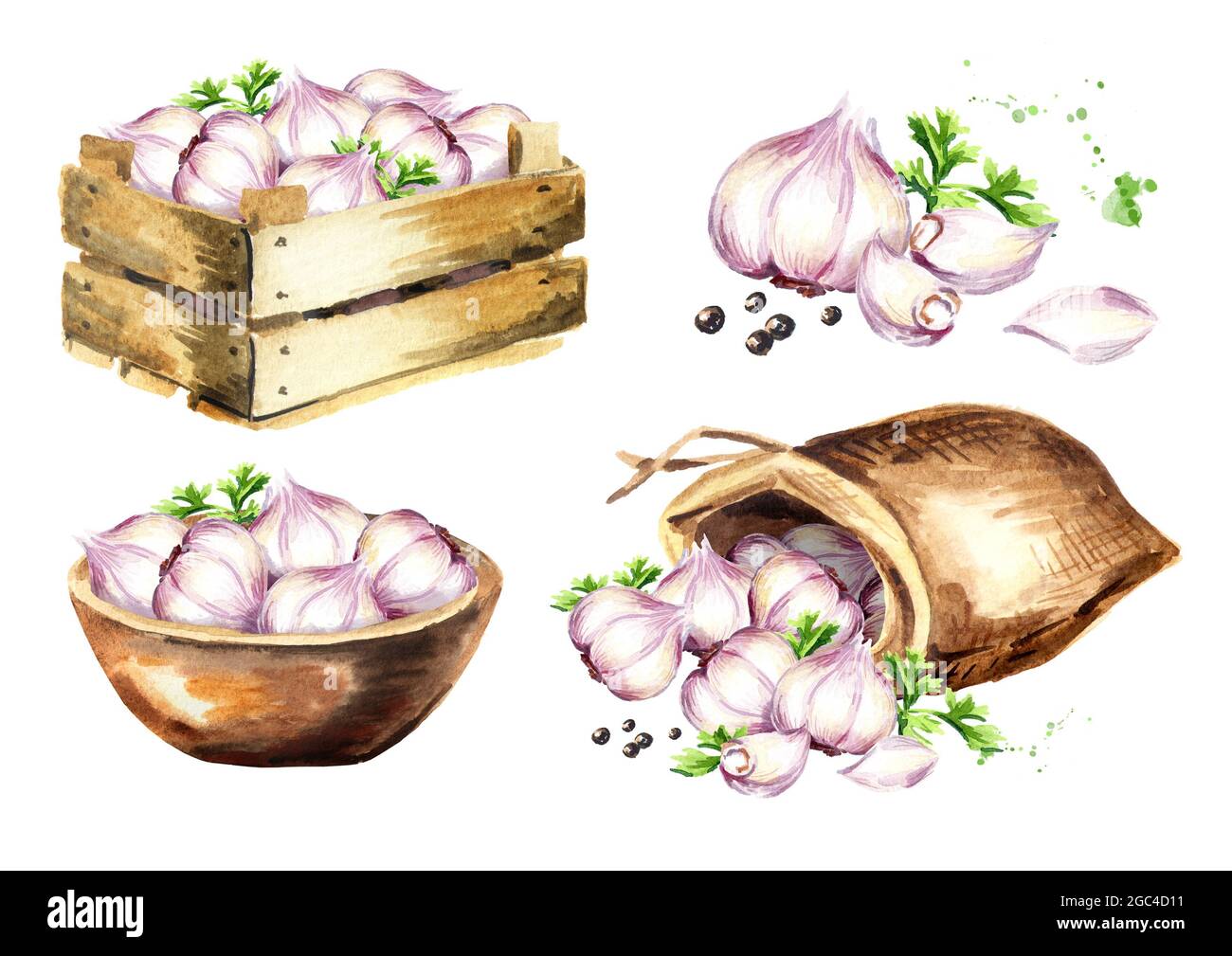 Garlic set. Watercolor hand drawn illustration isolated on white ...