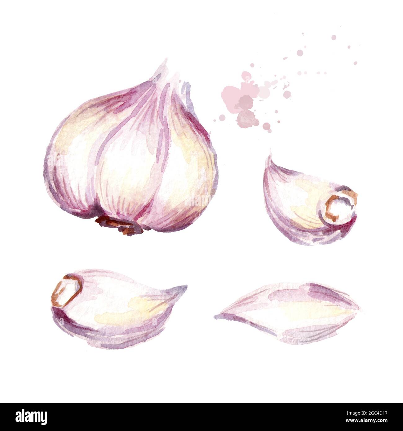Garlic set. Watercolor hand drawn illustration, isolated on white ...
