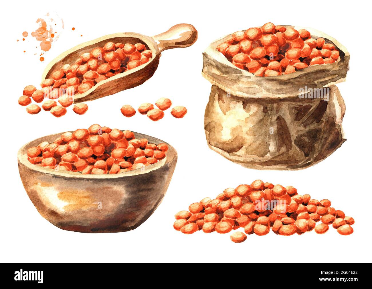 Red lentil set. Hand drawn watercolor illustration isolated on white ...