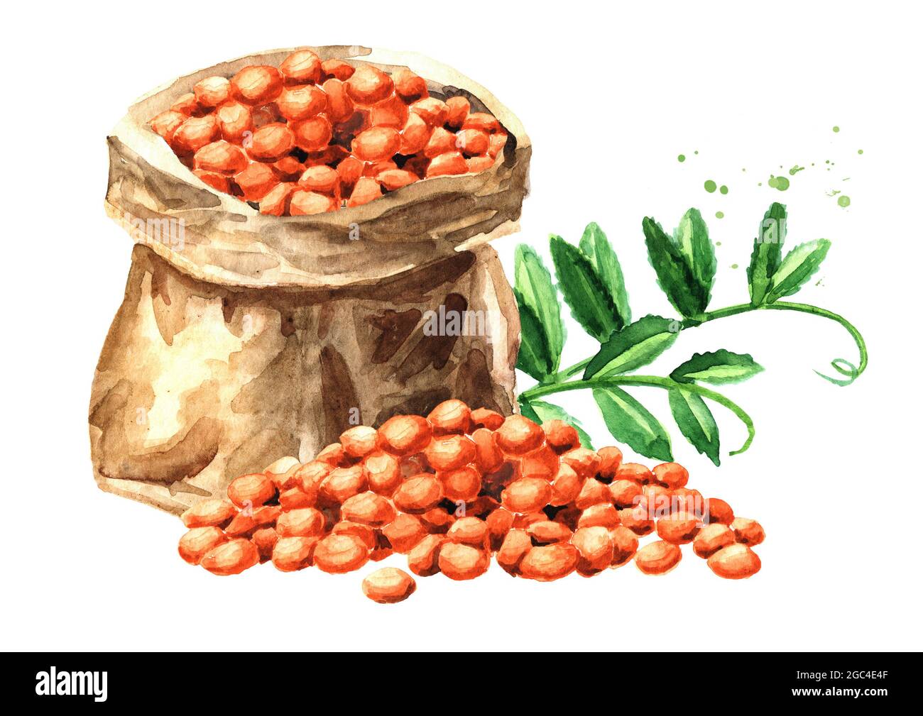 Red lentils in a paper bag with green leaf. Hand drawn watercolor ...