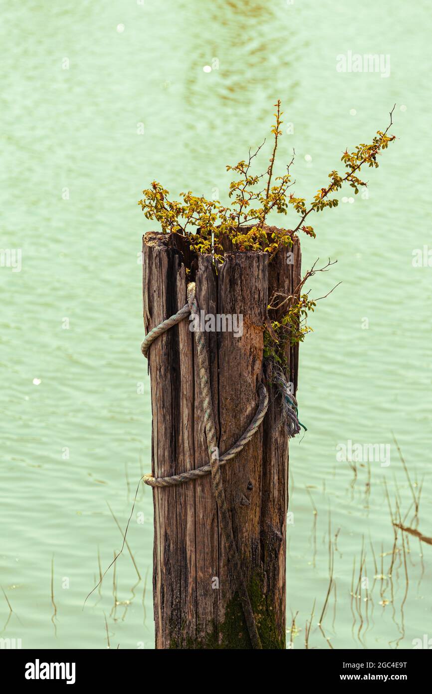 Piling with rope hi-res stock photography and images - Alamy