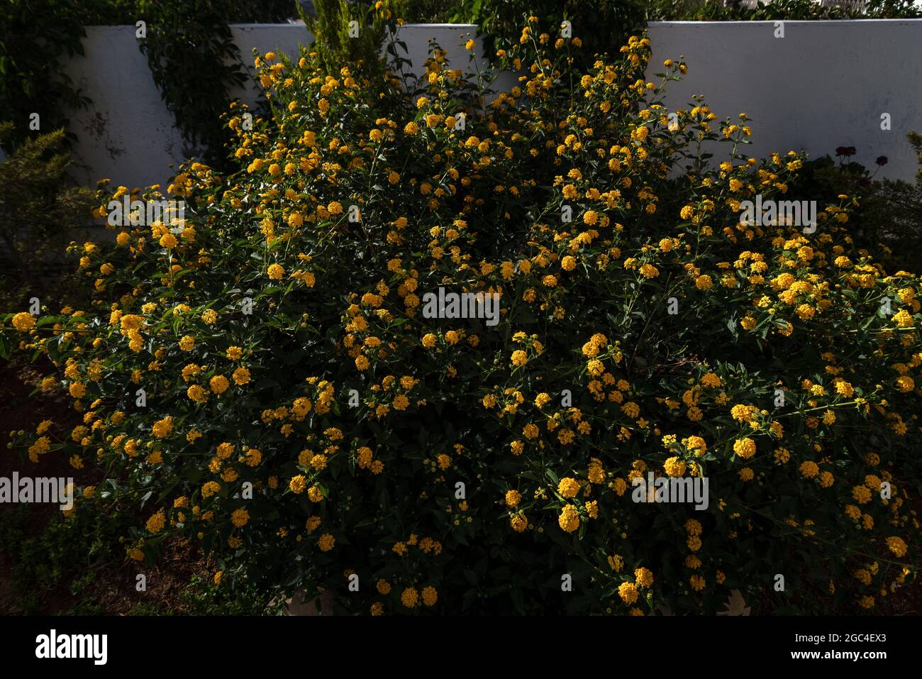 Lantana camara common lantana is a species of flowering Stock Photo - Alamy