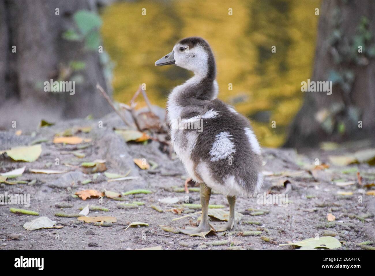 Egyptian goose baby in a park in Germany Stock Photo - Alamy