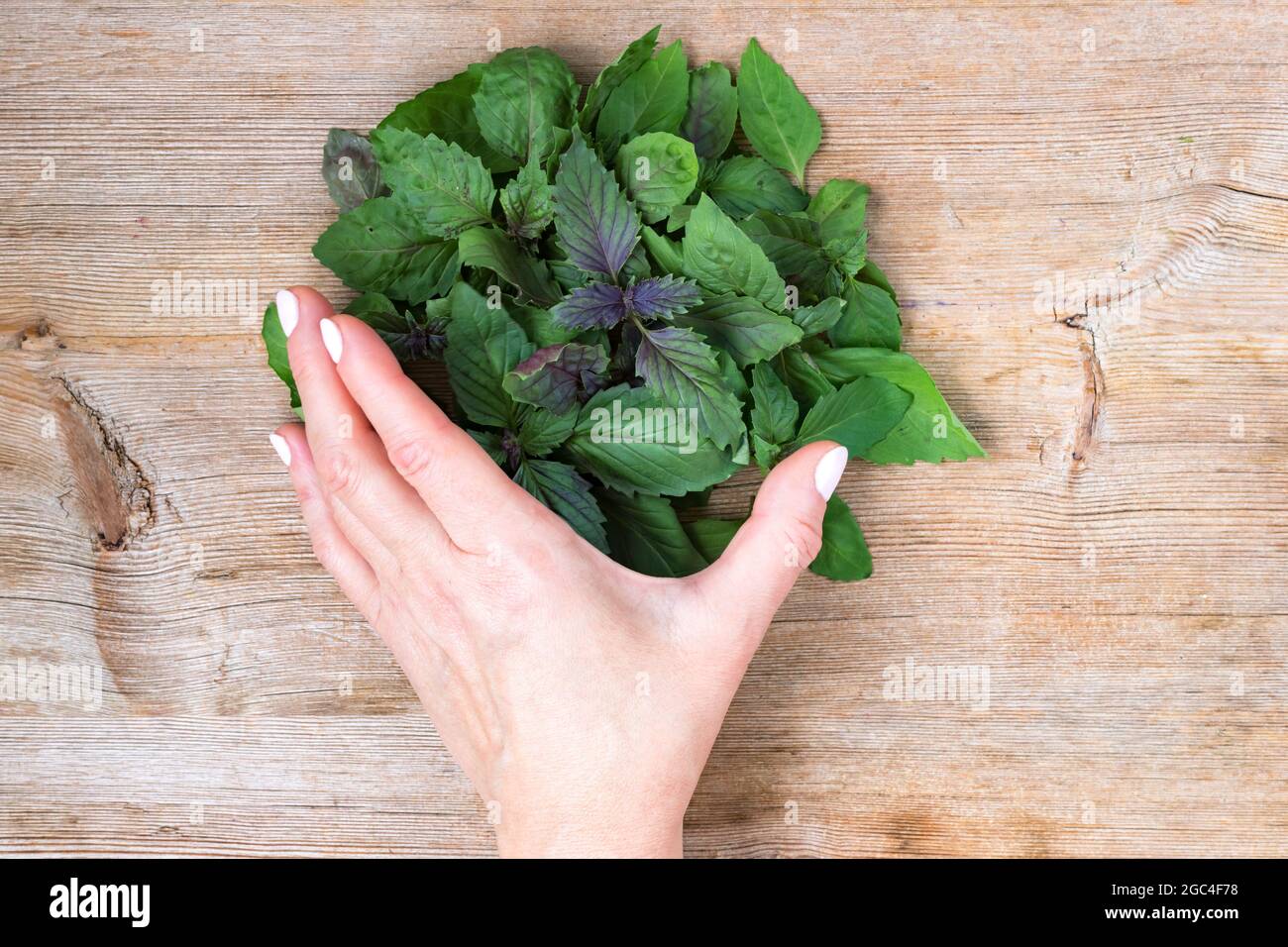 Female hand holding fresh Basil leaves pile on wooden table background ...