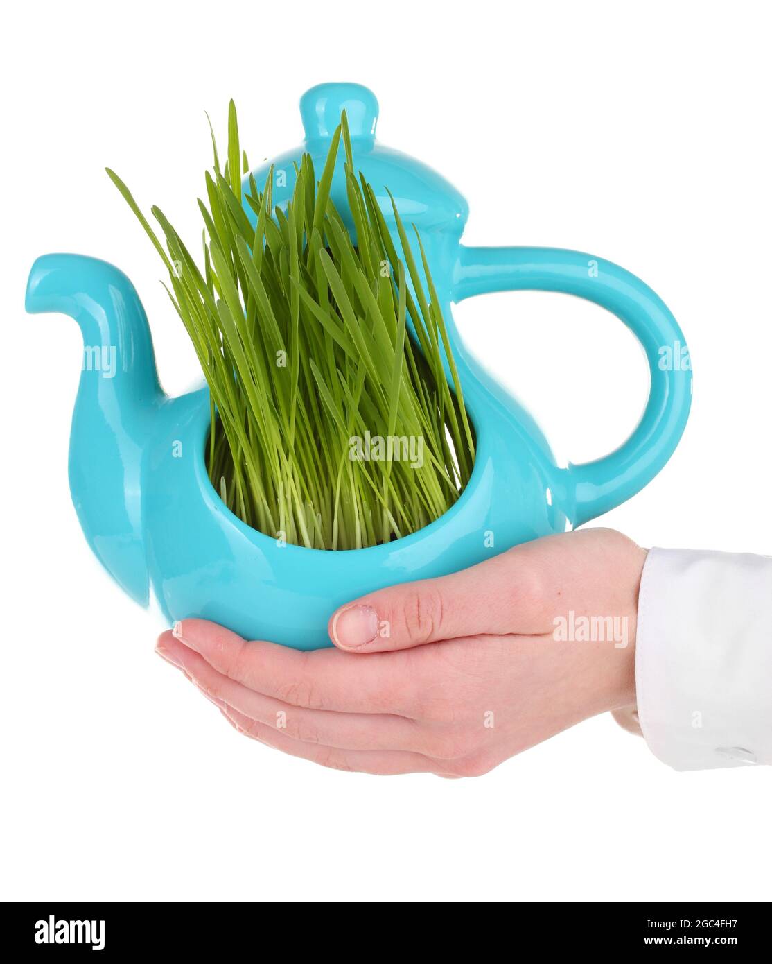 Green grass in decorative pot in hand isolated on white Stock Photo - Alamy