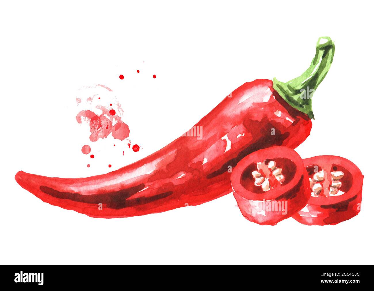 Red hot chili pepper. Hand drawn watercolor illustration isolated on ...