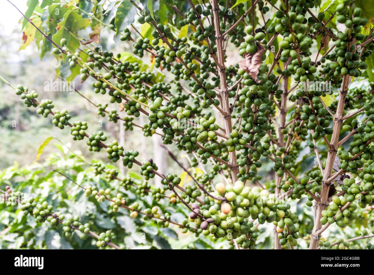 Coffee plant colombia detail hi-res stock photography and images - Alamy