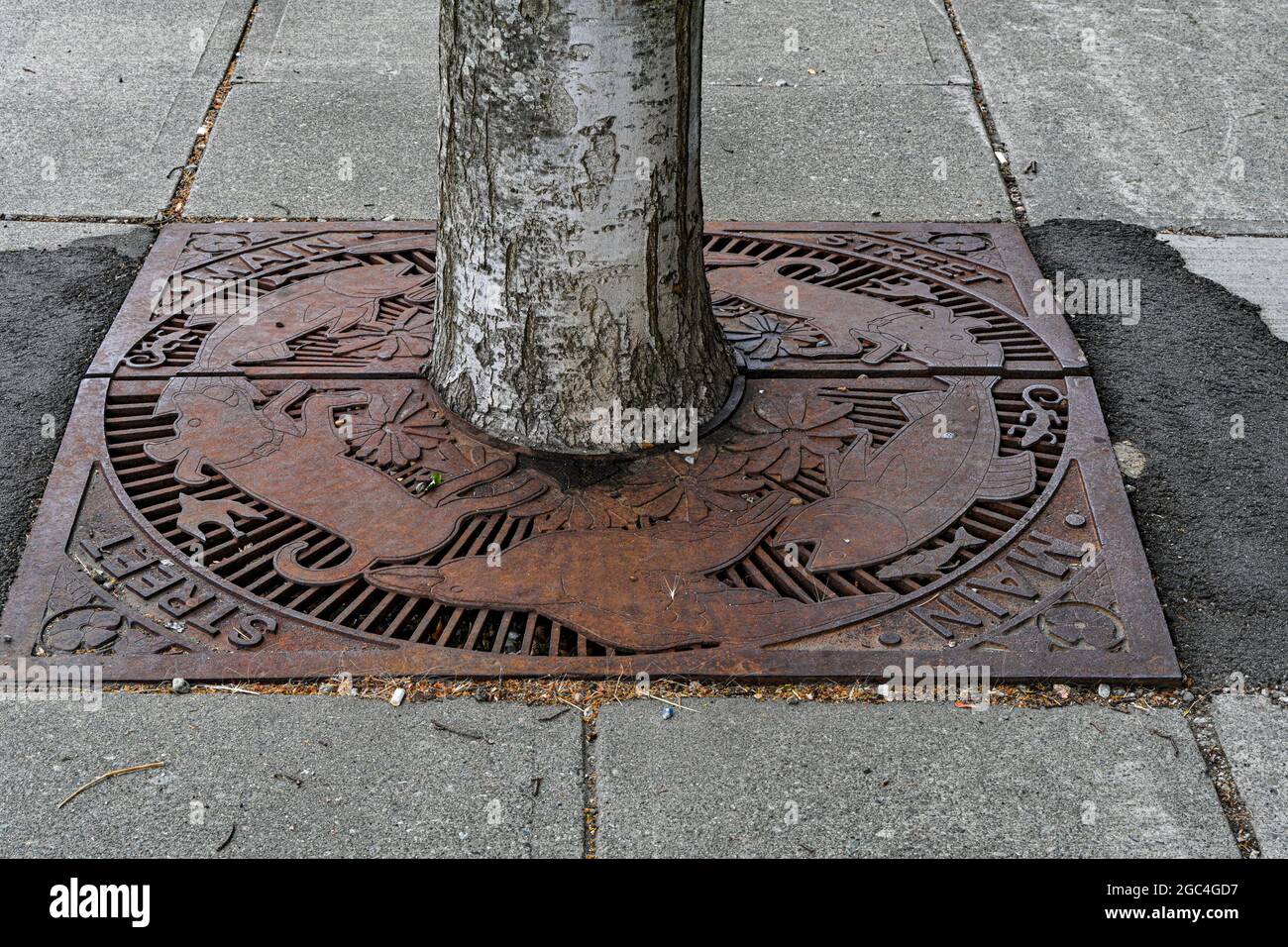 ornamental cast iron tree surround grate, Main Street, Vancouver ...