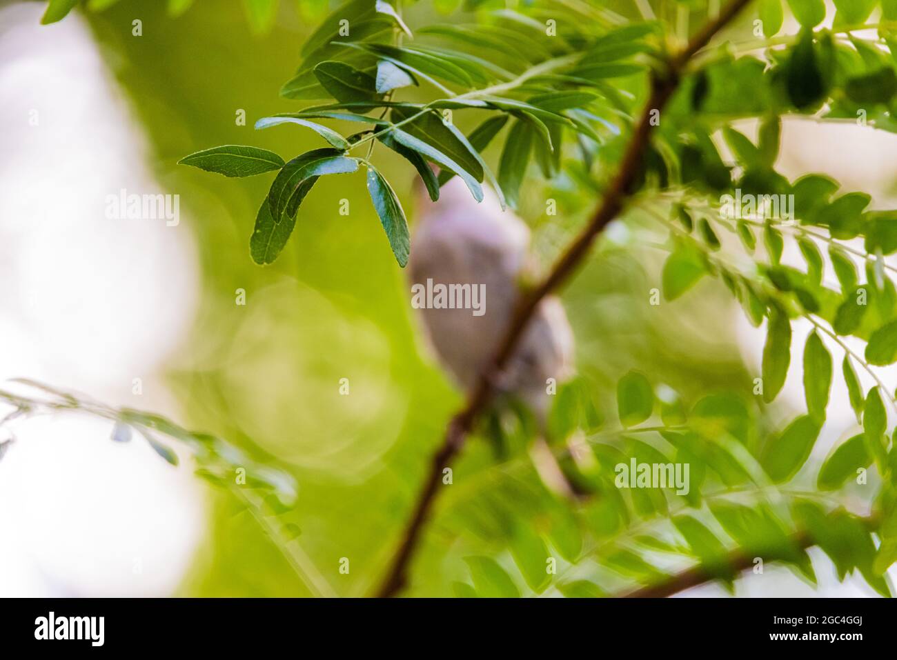 Low angle shot of a sparrow sitting on the branch of a tree Stock Photo ...