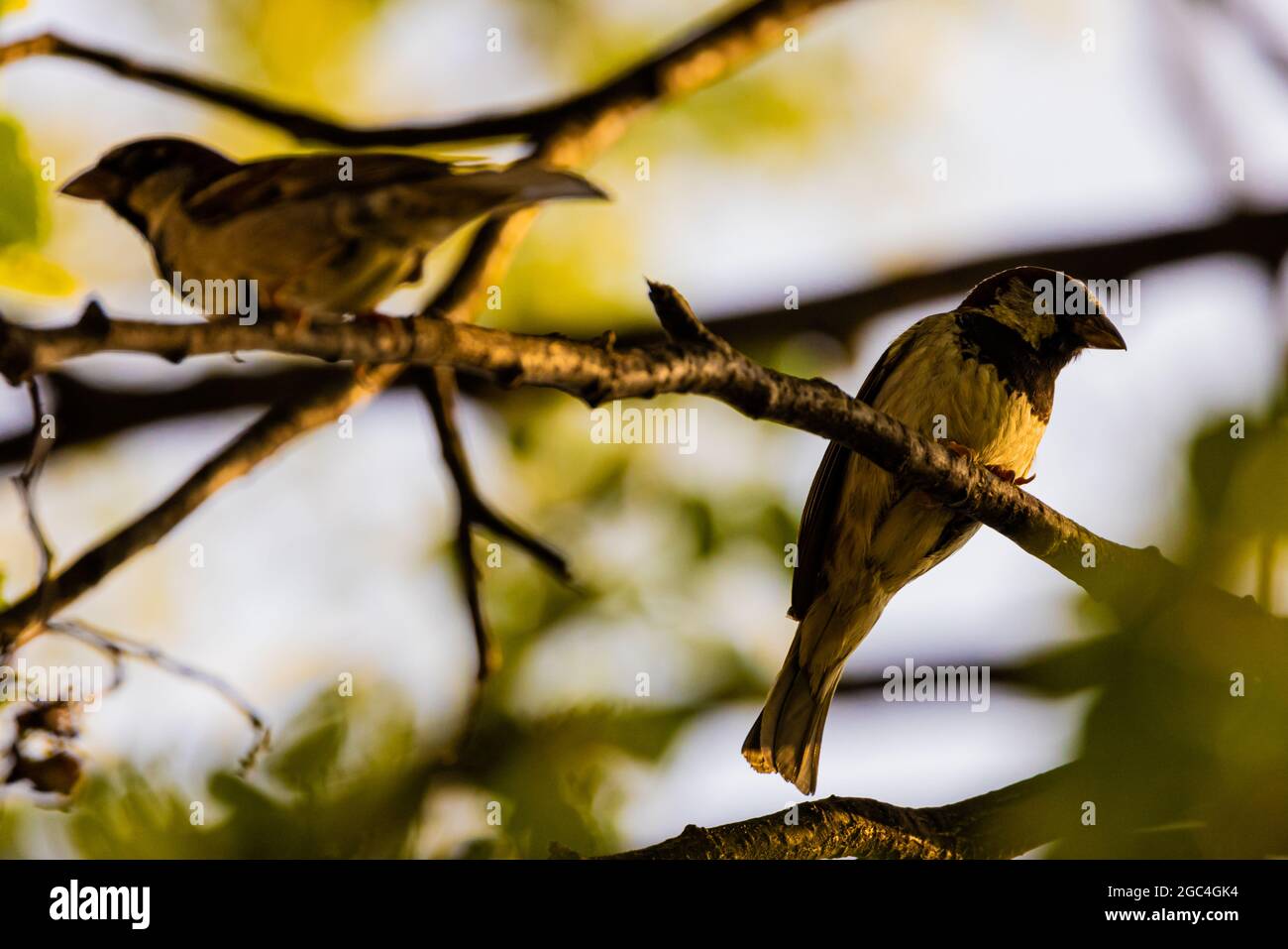 Closeup shot of sparrows sitting on the branches of trees Stock Photo ...