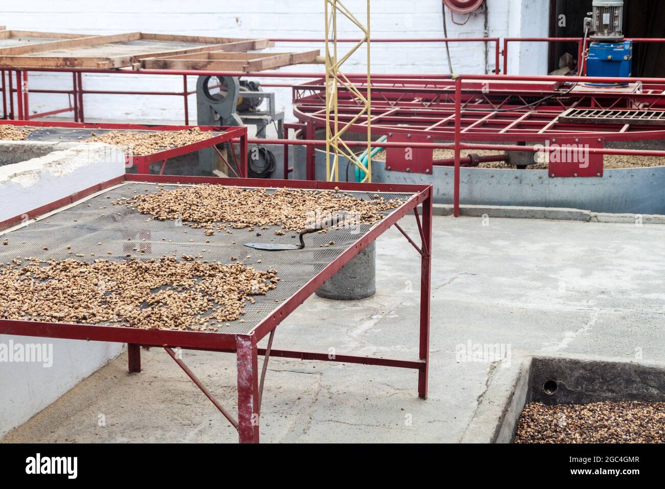 MANIZALES, COLOMBIA - SEPTEMBER 6, 2105: Coffee drying facility at ...