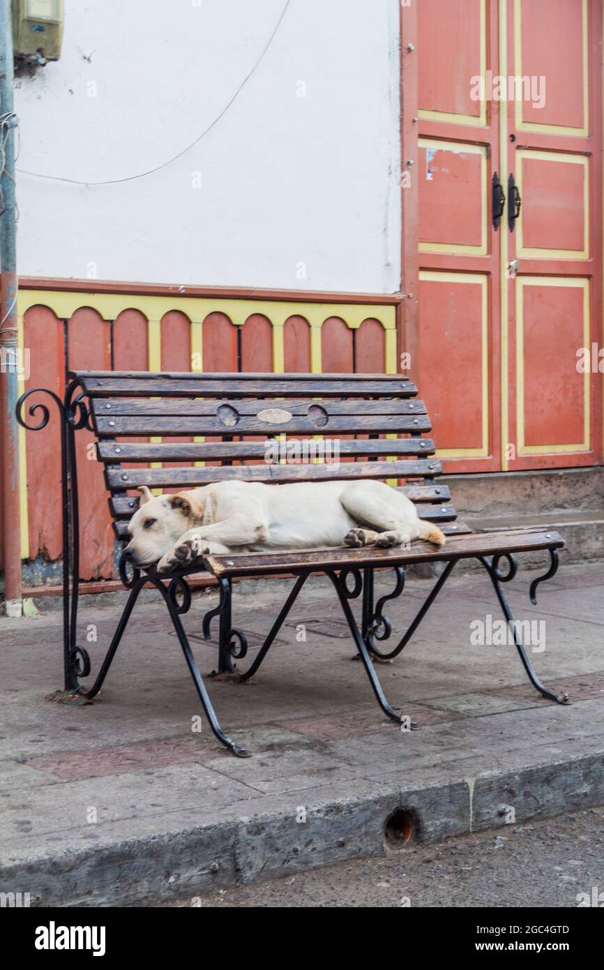 Dog on a bench on Calle Real (Royal Street) in Salento village ...