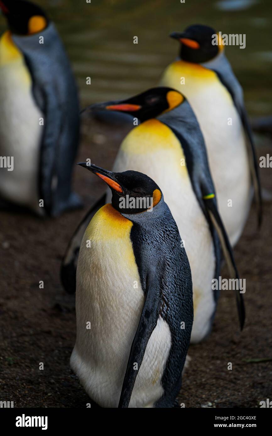 Vertical shot of a waddle of king penguins on the ground in the ...