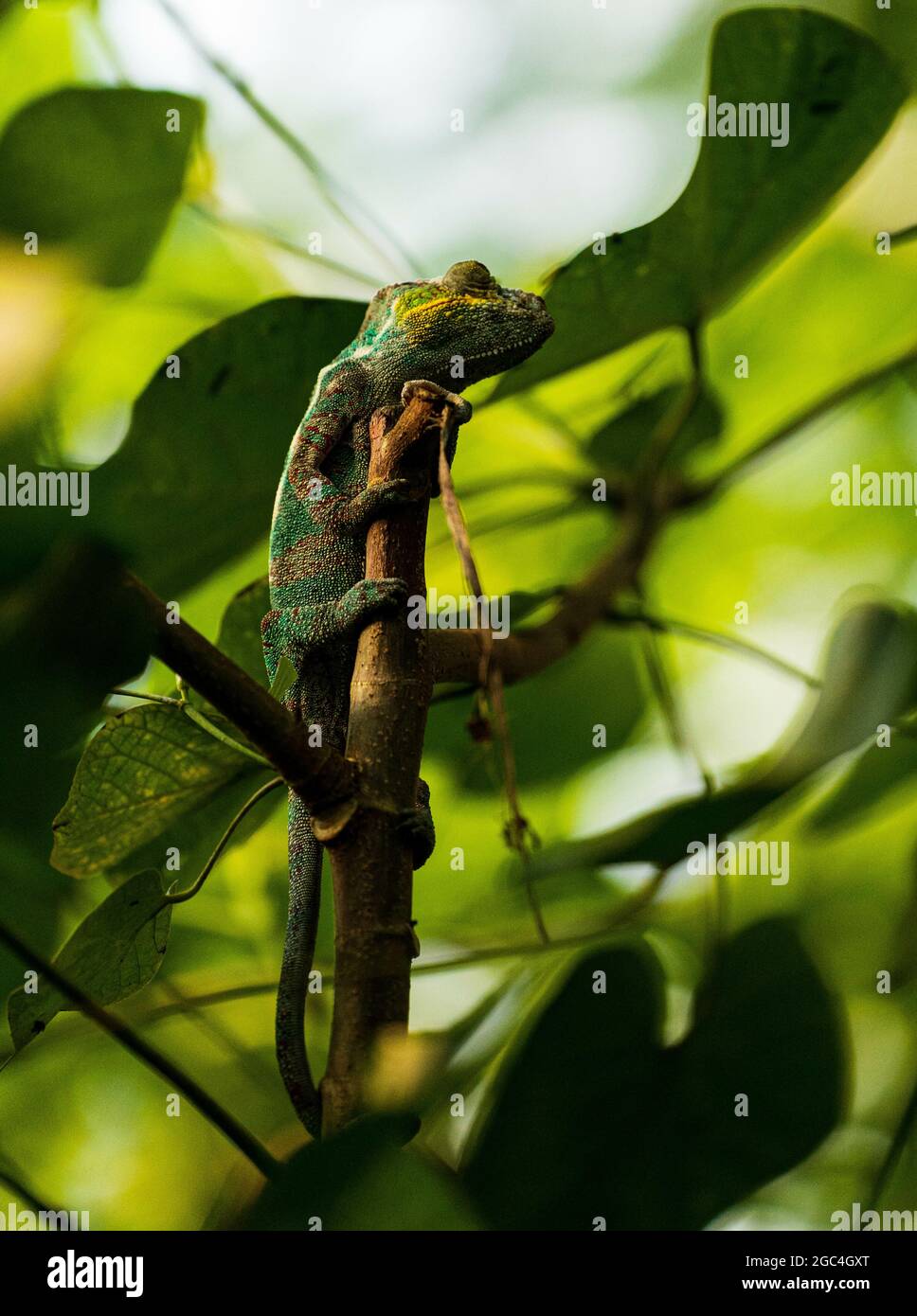 Vertical shot of a chameleon on a tree in a garden under the sunlight ...