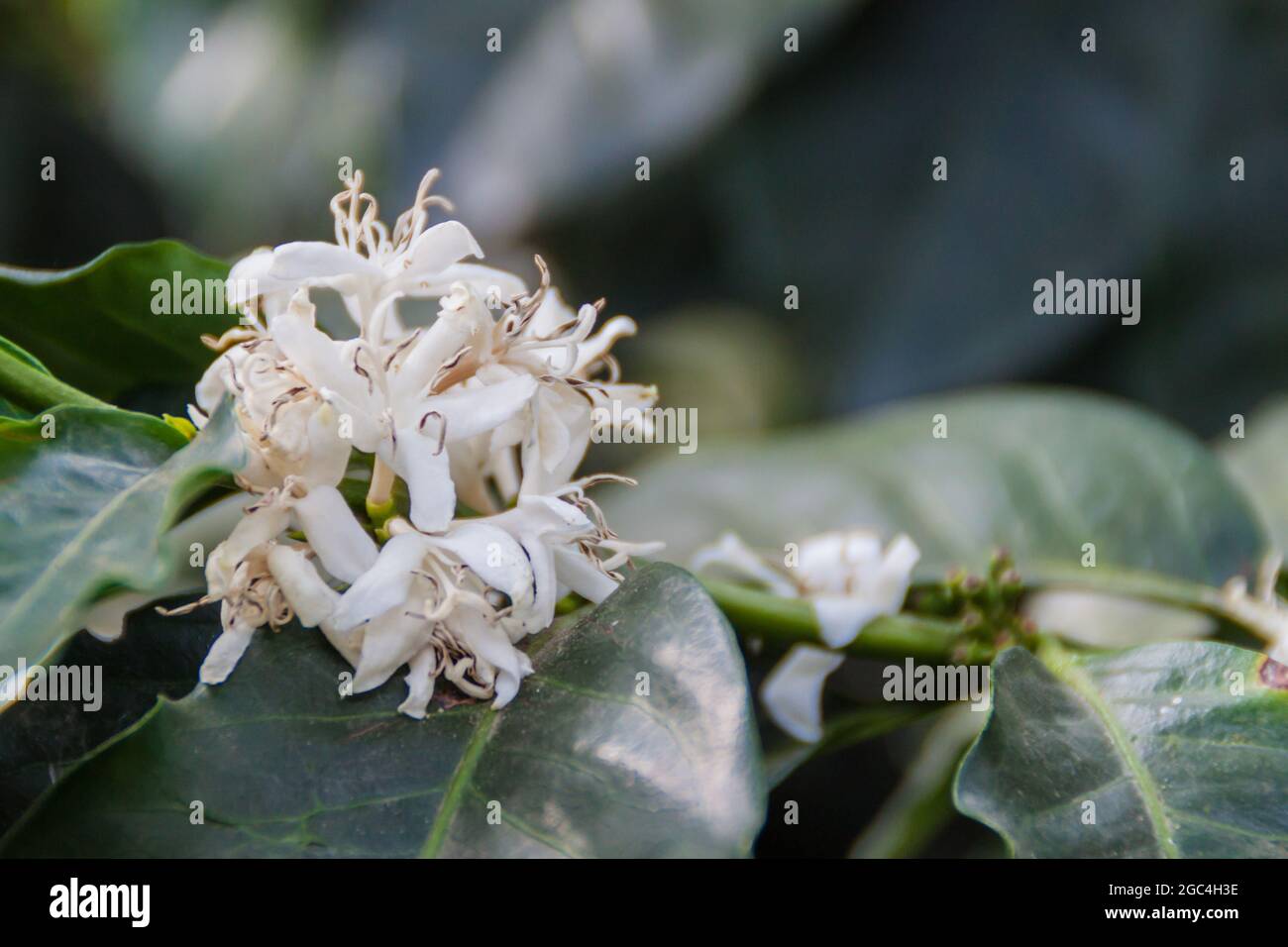 Detail of coffee tree blossom, Colombia Stock Photo - Alamy