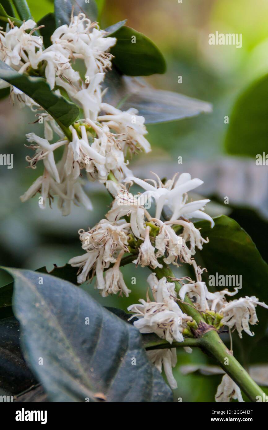 Detail of coffee tree blossom, Colombia Stock Photo - Alamy