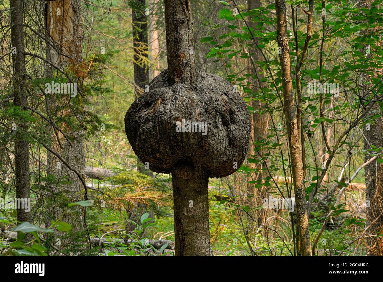 burl on tree Stock Photo - Alamy
