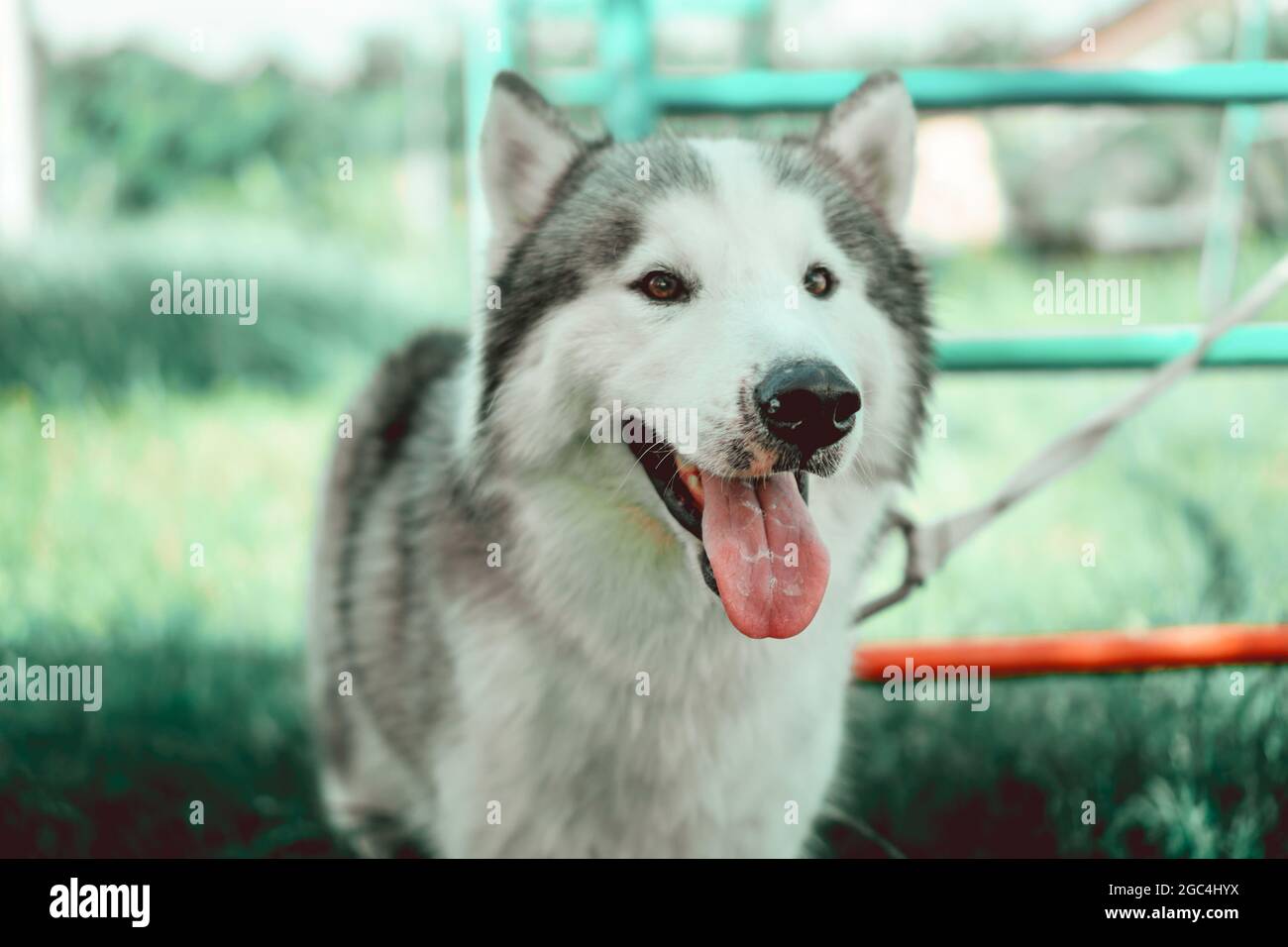 HERMOSA, PHILIPPINES - Jan 02, 2018: A cute black and white Siberian ...