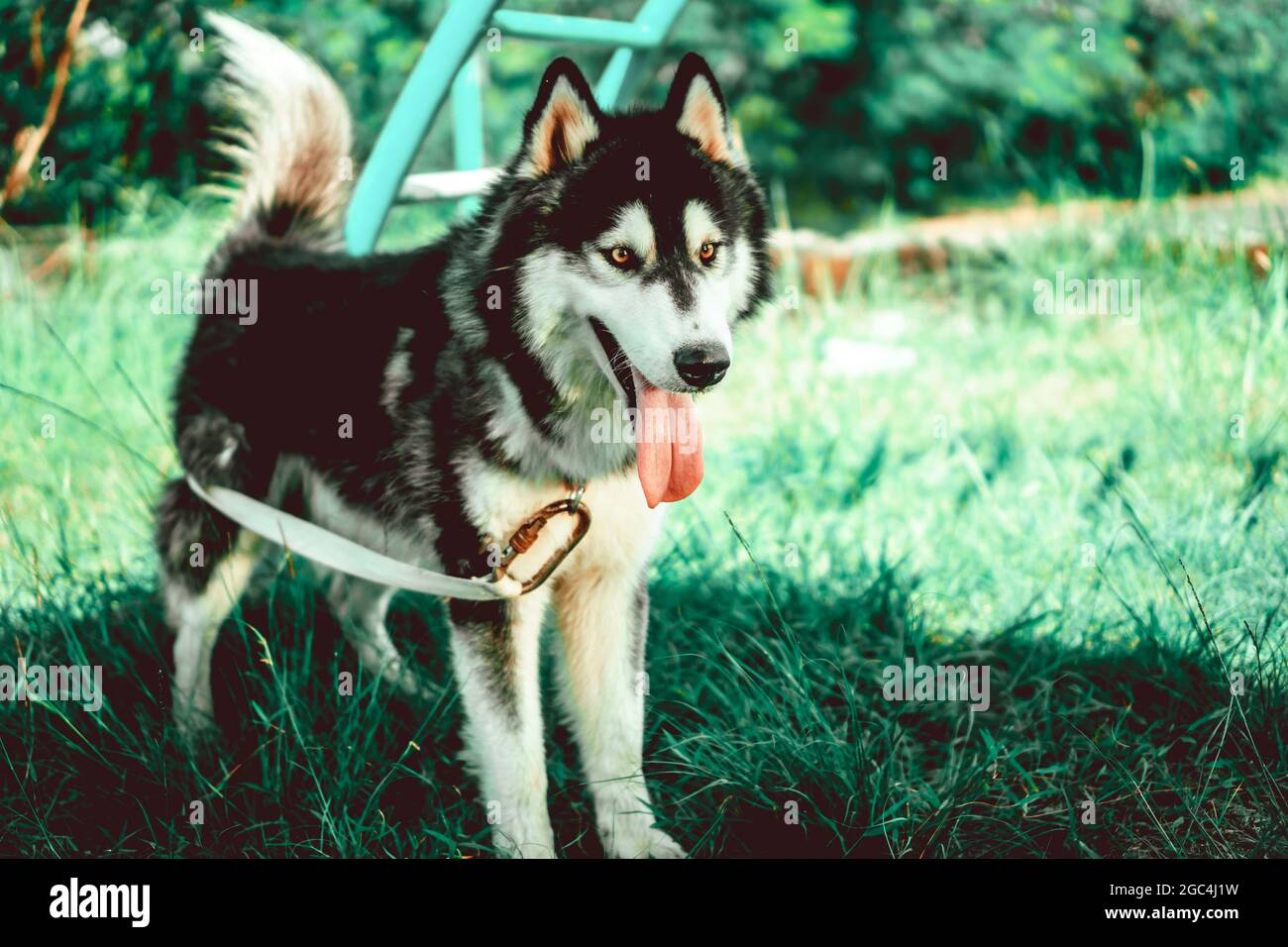 HERMOSA, PHILIPPINES - Jan 02, 2018: A black and white Siberian Husky ...