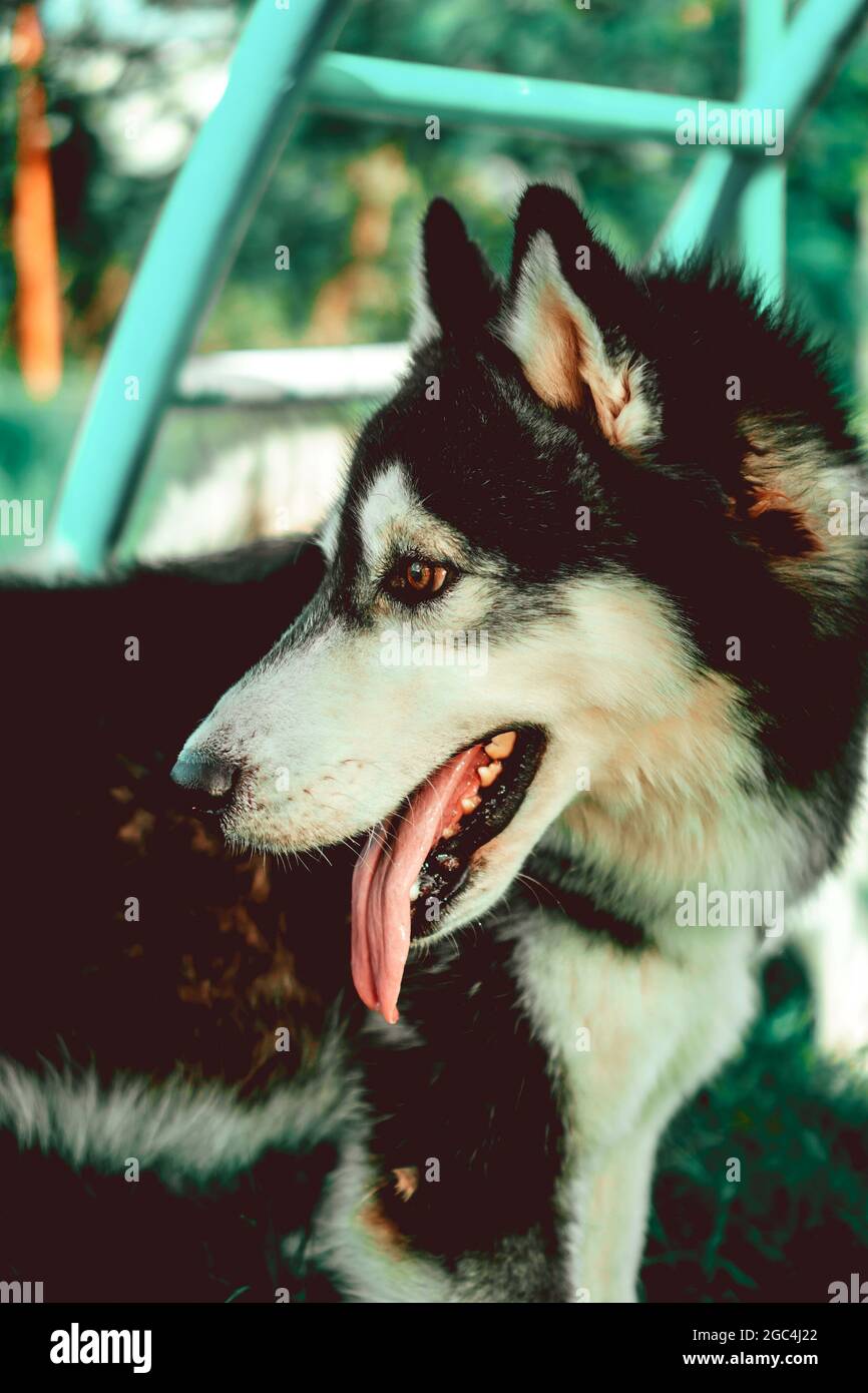 HERMOSA, PHILIPPINES - Jan 02, 2018: A black and white Siberian Husky ...