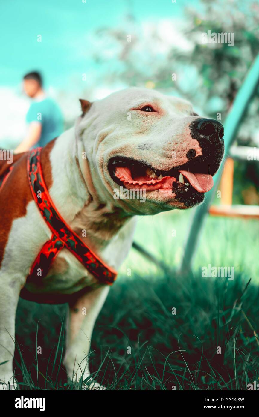 H, PHILIPPINES - Jan 02, 2018: A cute American Bully dog with brown ...