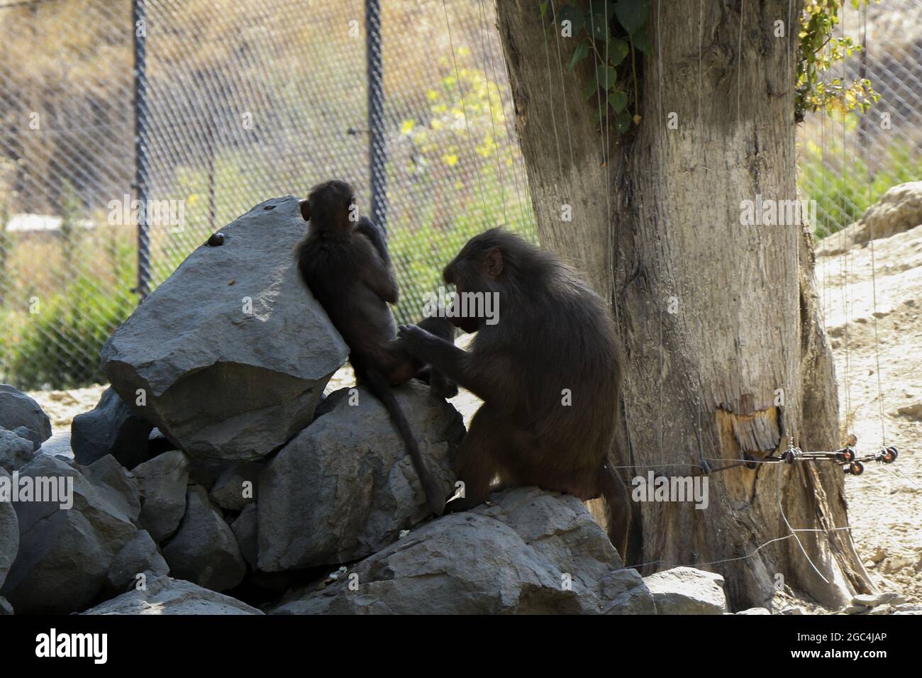 Closeup shot of a mother monkey taking care of his baby in a zoo Stock ...