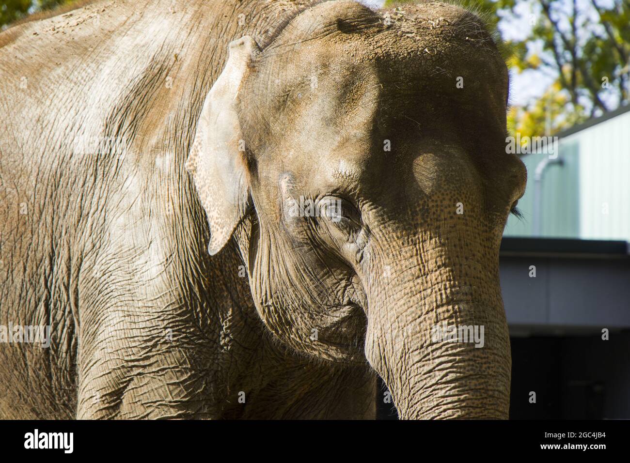 Closeup shot of an elephant in Berlin Zoo, Germany Stock Photo - Alamy