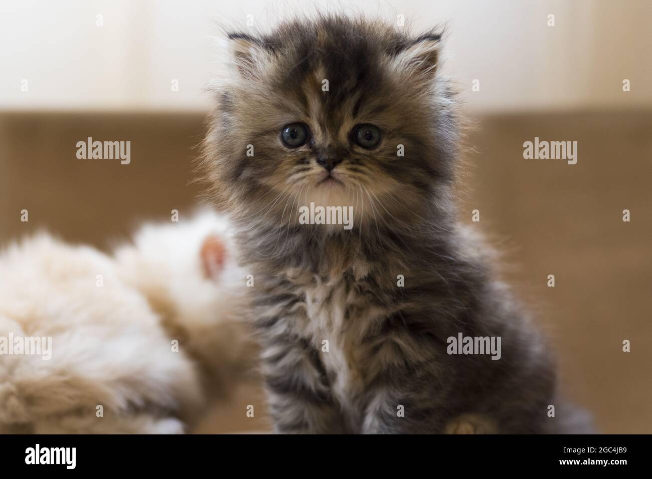 Closeup shot of a fluffy cute cat staring at the camera Stock Photo - Alamy