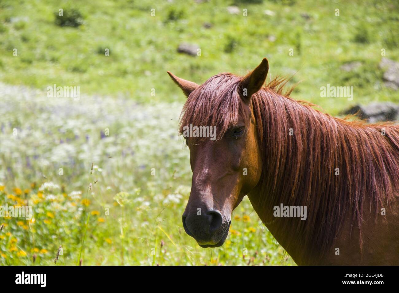 Portrait of red horse in the valley Stock Photo - Alamy