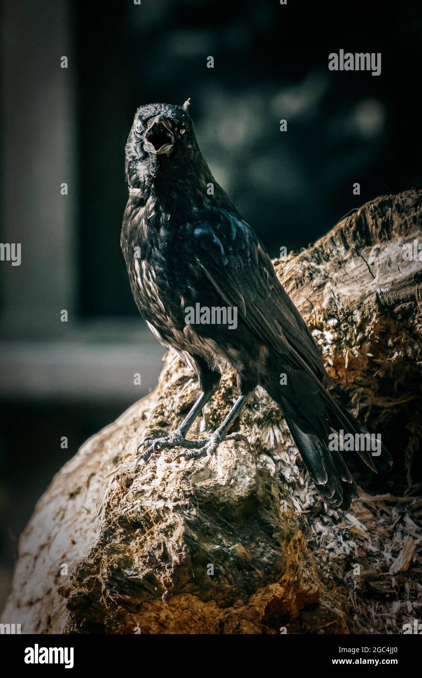 Shallow focus of a black American crow standing and croaking Stock ...