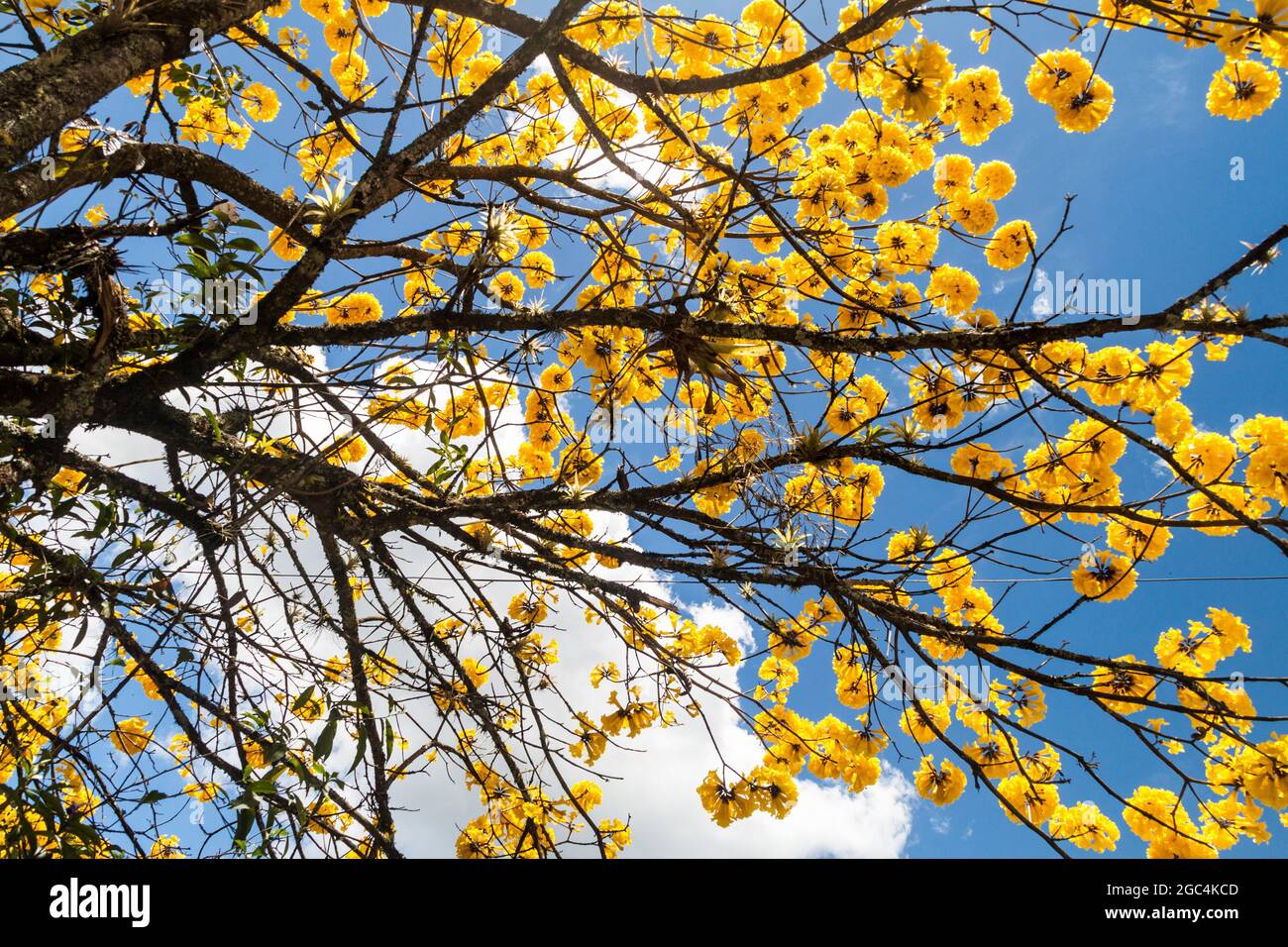 Tabebuia tree hi-res stock photography and images - Alamy