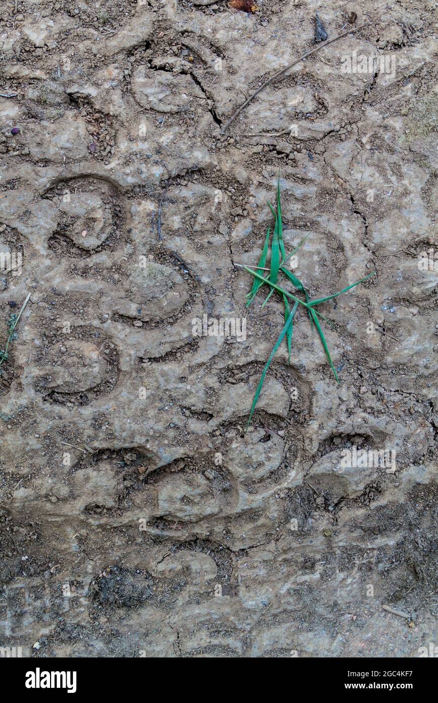 Hoof prints in the ground Stock Photo - Alamy