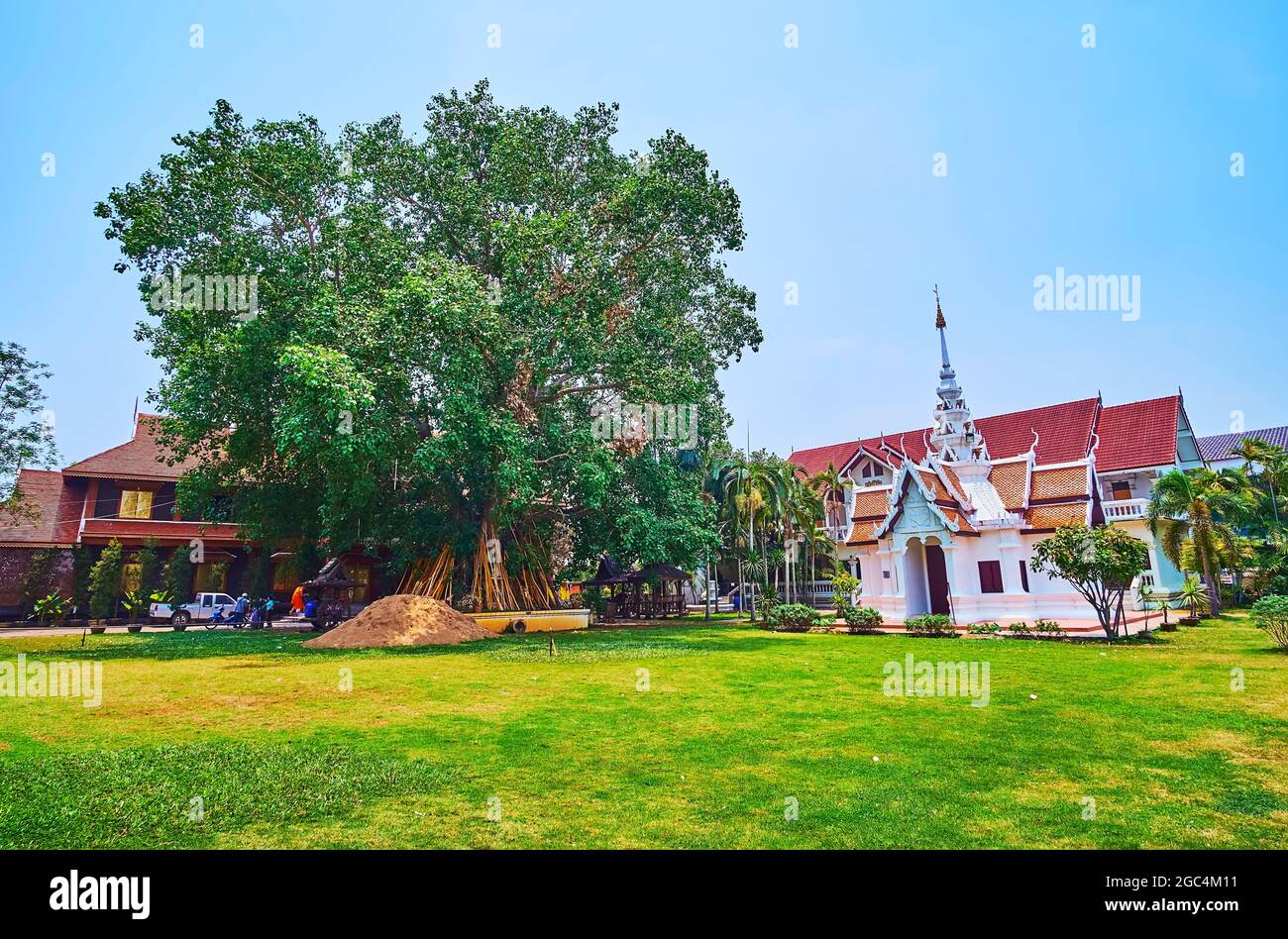Pho tree hi-res stock photography and images - Alamy